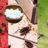 బొద్దింకలు పోవాలంటే ఏం చేయాలి,ఈగలు + బొద్దింకలు + దోమలు అన్నింటికీ ఓ ...
