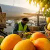 Japan Bans India Mango,భారత్‌కు జపాన్ బిగ్ షాక్.. 20 ఏళ్ల తర్వాత ఇండియా ...