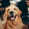 Brazil Mexico Caramel Dog Feud,కుక్క కోసం రెండు దేశాల మధ్య గొడవ ...
