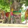 Worship Of Peepal Tree,అవివాహితులు రావి చెట్టుకు పూజలు చేస్తే ...