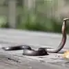 Snakes Fall From Ceiling,ఇంటి సీలింగులో కాపురం పెట్టేసిన పాములు ...