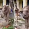 Baby Elephant Hand Pump,ఈ గున్న ఏనుగు తెలివి అదుర్స్.. చేతి పంపు కొట్టి ...