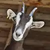 Goat Eats Fish,చేపల్ని తింటున్న మేక.. నిజం.. వీడియో చూడండి - goat ...