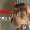 Two Headed Lamb,Kakinada: రెండు తలలతో 'వింత' గొర్రెపిల్ల జననం ...