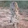 Cheetah Asha,బాయ్‌ఫ్రెండ్‌ ఒబాన్‌ను అనుసరించిన ఆశా.. కునో నుంచి ...