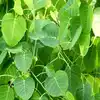 Peepal Tree Worship Benefits,யார் யார் எந்த நாளில், எந்த நேரத்தில் அரச ...
