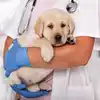 Canine Parvovirus spread increase in Chennai city : சென்னையில் பரவும் ...
