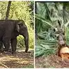 Makhna Elephant Attack In Coimbatore,மக்னா யானை அட்டகாசம்... பொள்ளாச்சி ...