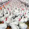 Kerala state 1 crore kg chicken weekly need ; ஆசைக்கு சிக்கன் சாப்பிட ...