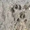 Wild Animals Footprints,விராலிமலை அருகே விவசாய நிலத்தில் காட்டு ...