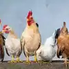 Poultry Price In Namakkal,தீபாவளி எதிரொலி: நாமக்கல்லில் நாட்டுக்கோழி ...