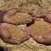 Wheat E-auction,கோதுமை ஏலம்.. 2.84 லட்சம் மெட்ரிக் டன் விற்பனை! - 2.84 ...