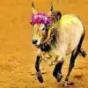 எருதாட்டம்,சேலம் காரிப்பட்டி அருகே அனுமதி இல்லாமல் நடத்தப்பட்ட ...
