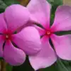 Top 6 Benefits Of Nithya Kalyani Flower : நாம கண்டுக்காம விடற நித்திய ...