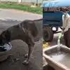Drinking Tanks For Stray Dogs கால்நடைகள், தெரு நாய்களுக்கு தண்ணீர் ...