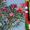 Arali Or Oleander Flower Banned கேரளாவில் இந்த பூவுக்கு தடை: 2500 ...