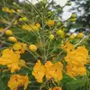 Avarampoo Benefits in Tamil : நீரிழிவு நோய் குறைய ஆவாரம்பூ இப்படி ...
