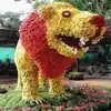 Yercaud Flower Show Extended,ஏற்காடு கோடை விழா மலர் கண்காட்சி ...
