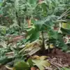 வனவிலங்குகள் அட்டகாசம்,கோவை நரசீபுரம்...வாழைத்தோப்பிற்குள் புகுந்து ...
