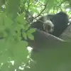 bear enters tirunelveli manimuthar area : நெல்லை மணிமுத்தாறு ...