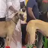 dog show in courtallam saral festival : குற்றாலம் சாரல் திருவிழாவில் ...