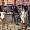 bullock cart, horse races in madurai : மதுரையில் இரட்டை மாட்டு வண்டி ...