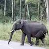 youth dies elephant attack in coimbatore : யானை தாக்கி இளைஞர் ...