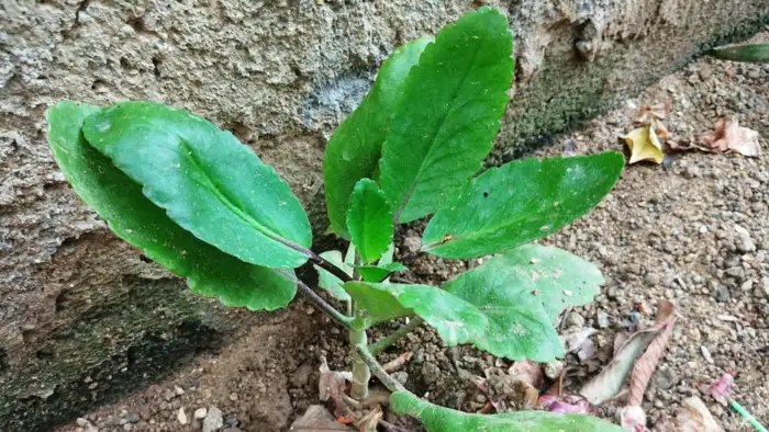 Ranakalli Benefits : சிறுநீரக கல், நீரிழிவு ரெண்டையுமே சரிசெய்யும் ...