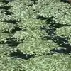 flowers price increase : ஆயுத பூஜை 2024: பூக்களின் விலை கடும் உயர்வு ...