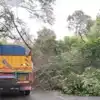 சிவகங்கை - மானாமதுரை சாலையில் முறிந்து விழுந்த மரம்.... போக்குவரத்து ...