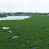 madurai sellur kanmai : மதுரை செல்லூர் கண்மாயில் ஆகாயத்தாமரை அகற்றும் ...