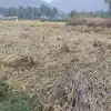 paddy crops submerged rain water in tirunelveli : நெல்லையில் கொட்டிய ...