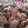 melapalayam goat market: நெருங்கும் ரம்ஜான்! மேலப்பாளையம் ஆட்டு ...
