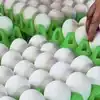 egg price