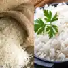 Myths And Facts Of Rice And How To Incorporate With Proteins On Your ...