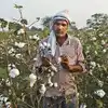 Mission For Cotton Productivity,பருத்தி உற்பத்தி கடும் வீழ்ச்சி ...