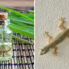 Home Remedies To Keep Lizards Away,வீட்டிற்குள் பல்லிகளை நுழையவிடாமல் ...