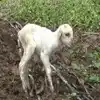 Kovai 6 Legs Goat,ஆட்டுக்குட்டியில் இப்படியொரு அதிசயமா? படையெடுத்து ...