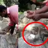 Monkey Eat Cake Viral Video,Birthday Party Viral Video : பிறந்தநாள் ...
