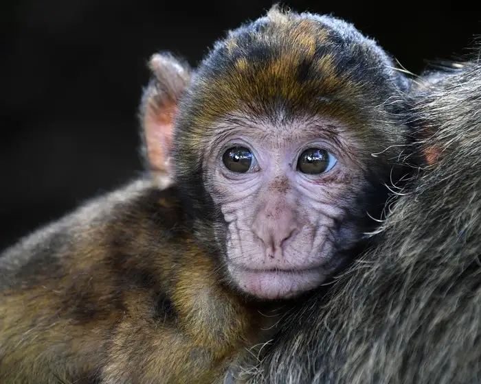 Monkey Eat Cake Viral Video,Birthday Party Viral Video : பிறந்தநாள் ...