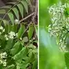 Uses Of Nochi,நொச்சி இலையும் தீரும் நோய்களும், முன்னோர் கண்ட வைத்தியம் ...