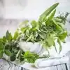 Nayuruvi Benefits,நுரையீரல் சளியை வெளியேற்றும் நாயுருவி மூலிகையை எப்படி ...