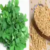 Venthaya Keeraiyin Payangal,fenugreek leaves: எடையை குறைக்கும் வெந்தயக் ...