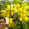 Avaaram Poo Benefits In Ayurveda,ஆவாரம்பூ: எத்தனை நோய்க்கு அருமருந்தா ...