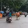 Trichy Cattle Fine,மாடு ரோட்டில் சுத்தினால் ரூ 10 ஆயிரம் அபராதம் ...