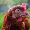 63 Chickens Died Of Heart Attack,Chicken Heart Attack : அதிக சத்தத்தில் ...