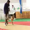 Coimbatore Dogs And Cats Exhibition,கோவையில் நாய், பூனை கண்காட்சி! கண் ...