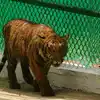 Valparai Tiger Hunting Rabbit,கோவை: புலி குட்டிக்கு வேட்டையாடும் ...