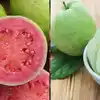 Guava Benefits,guava fruit : சிவப்பு கொய்யா Vs வெள்ளை கொய்யா - ரெண்டில் ...