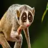 Kadavur Slender Loris Sanctuary,தமிழகத்தில் அமையும் இந்தியாவின் முதல் ...